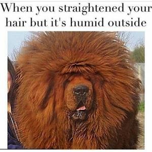Humid Hair Memes